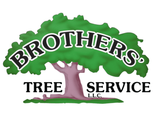 Tree Service & Removal in Watertown, CT | Brothers’ Tree Service LLC